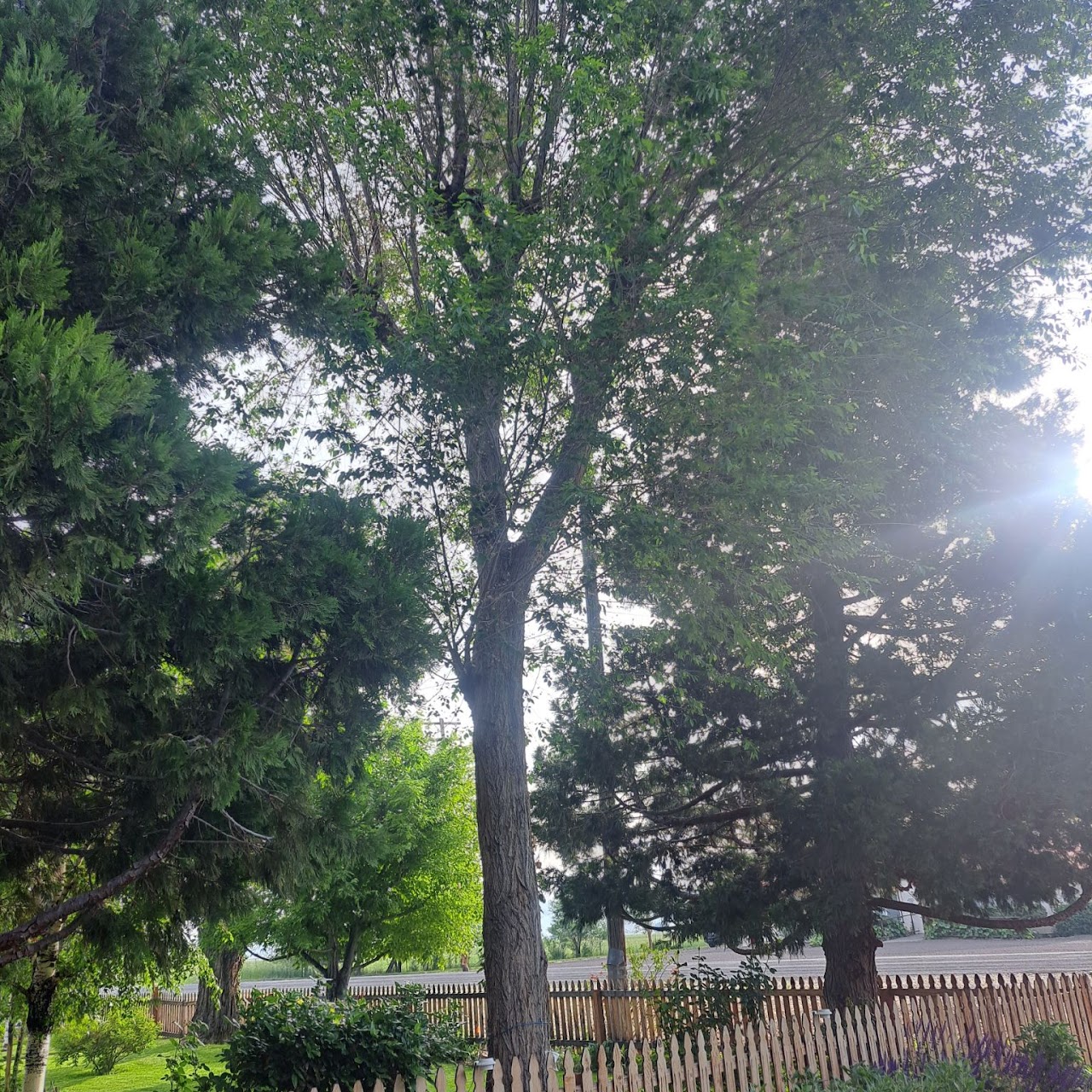 Eddy's Tree Service - Quality Tree Care In Redding, CA