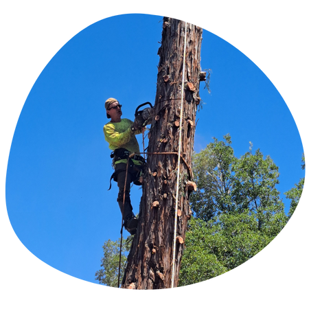 About Eddy’s Tree Service » Top Tree Expert in Redding, CA